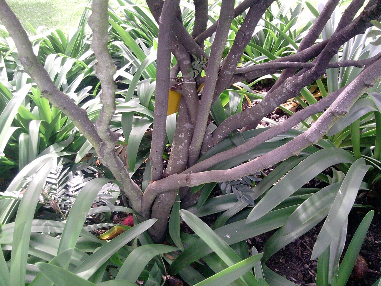 Diversidades de las Plantas: Calliandra pittieri